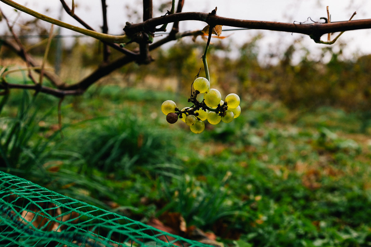 Bio/Nature – La Cave par Yannick Alléno